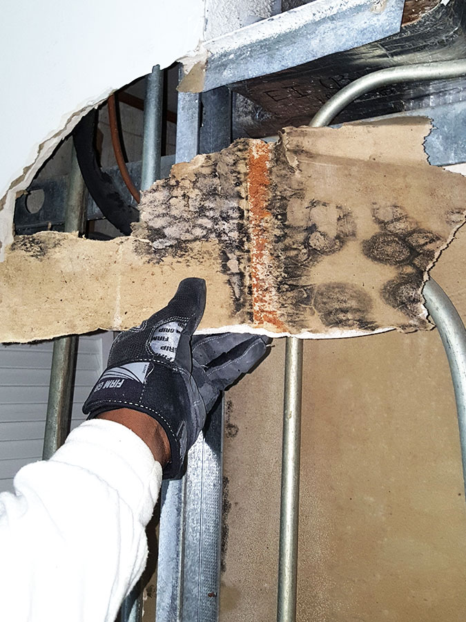 Mold Damage | Fight For Your Claim